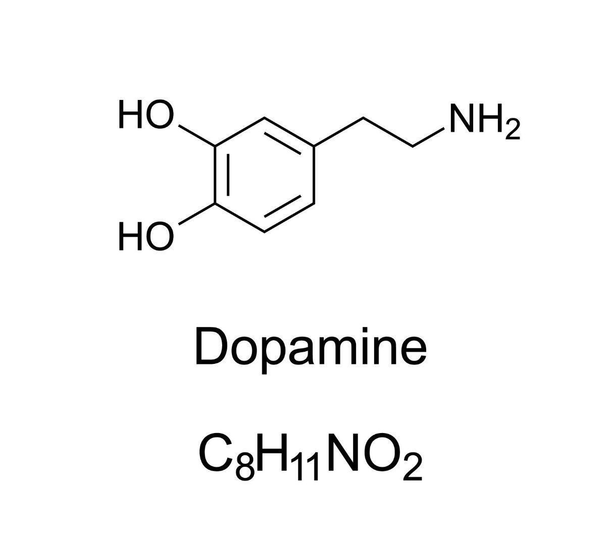 How Does Modafinil Influence Dopamine Levels and Cognitive Performance ...